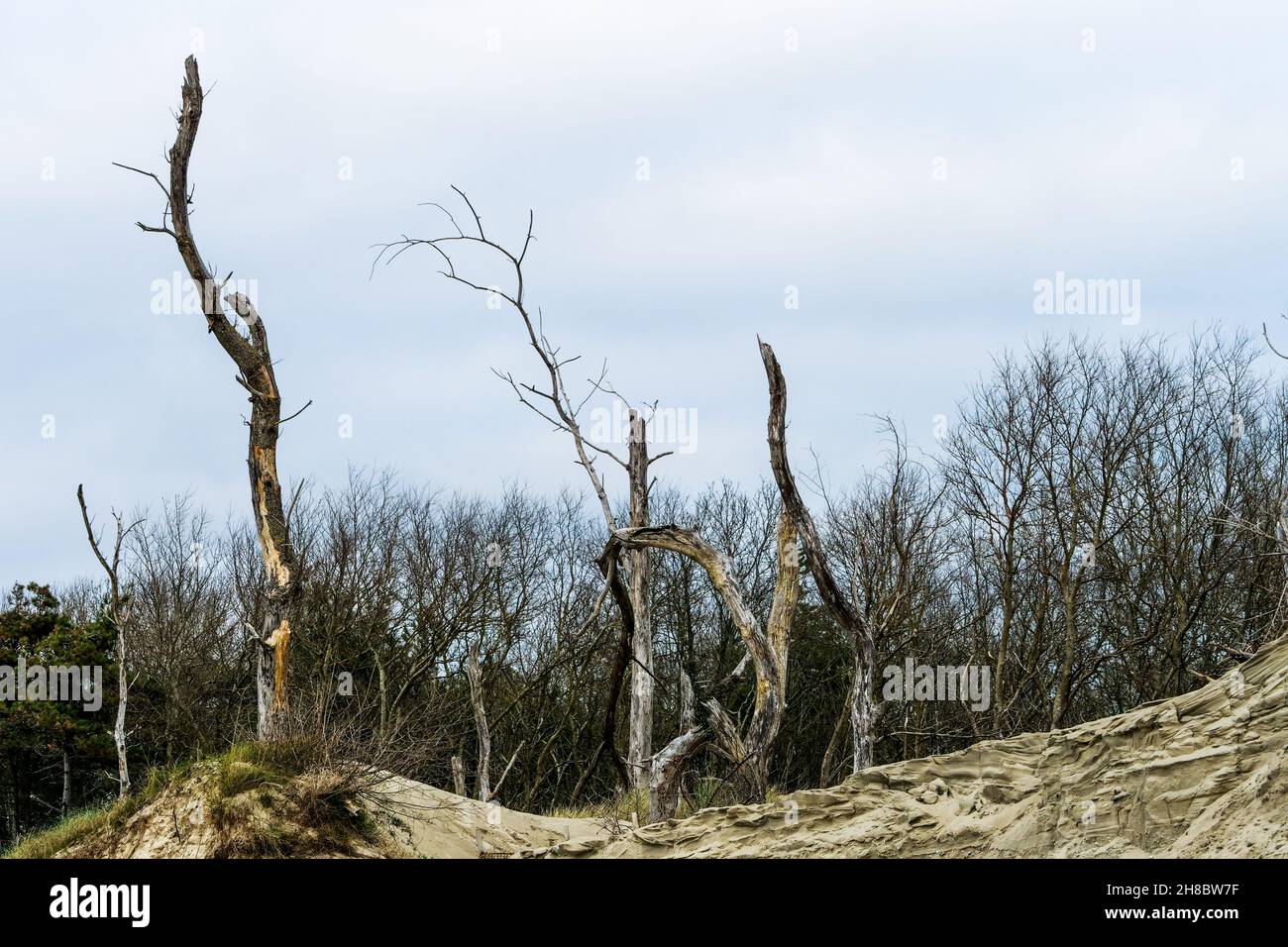 Dead trees and dying forest, Authie Bay, Berck sur Mer, Pas de Calais ...