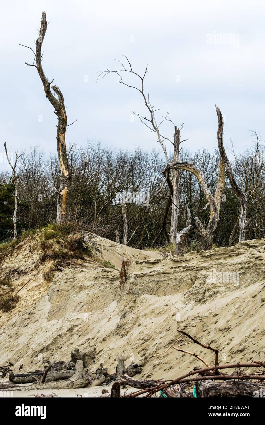 Dead trees and dying forest, Authie Bay, Berck sur Mer, Pas de Calais ...