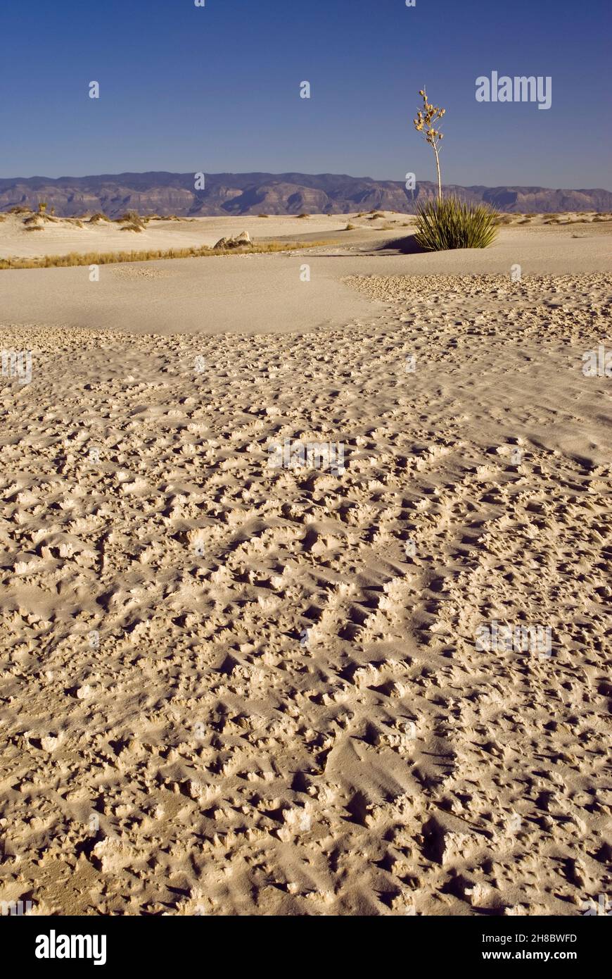 Cemented gypsum sand crust at dunes in White Sands National Park, New ...