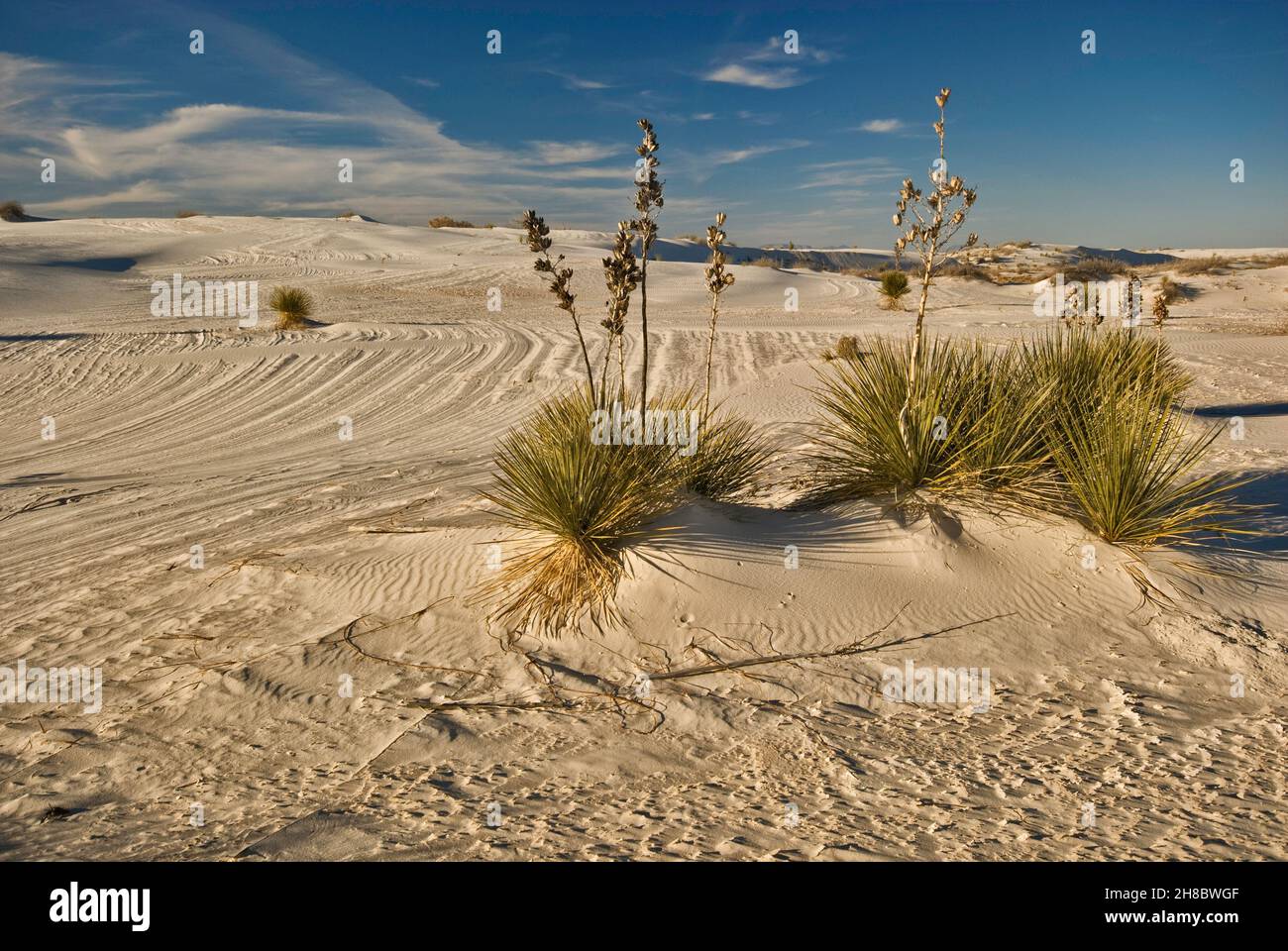 Yucca yuccas desert sand dunes sunset hi-res stock photography and ...