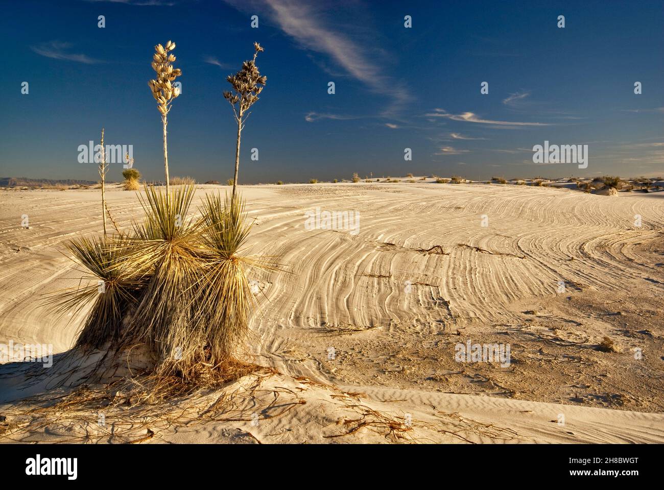 Yucca yuccas desert sand dunes sunset hi-res stock photography and ...