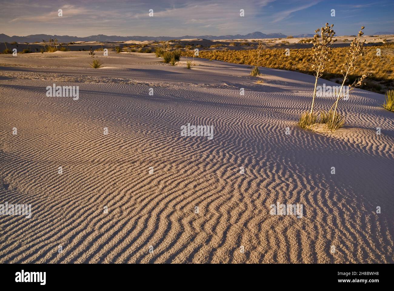 Soaptree yuccas on gypsum dunes at sunset in White Sands National Park ...