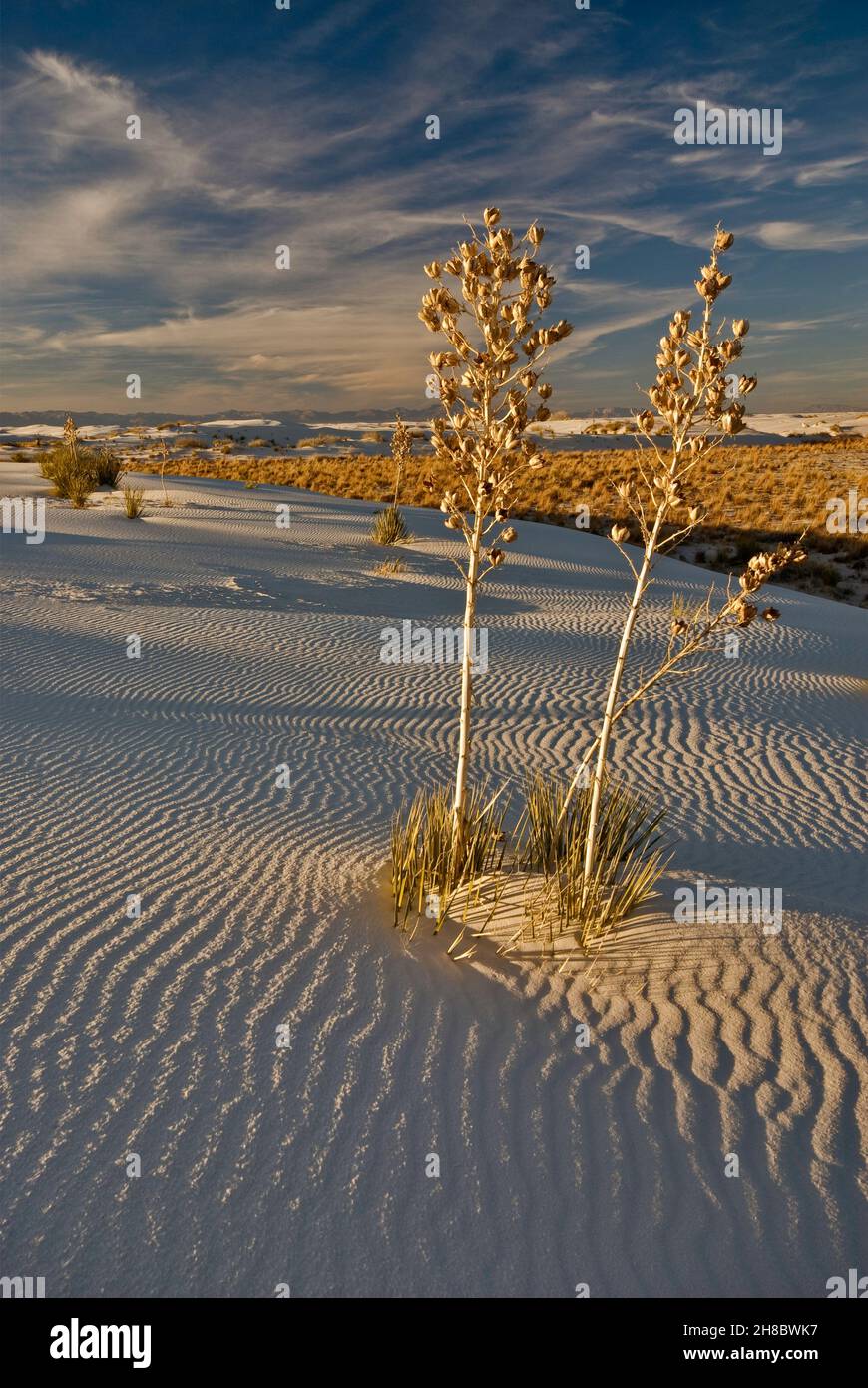 Yucca yuccas desert sand dunes sunset hi-res stock photography and ...