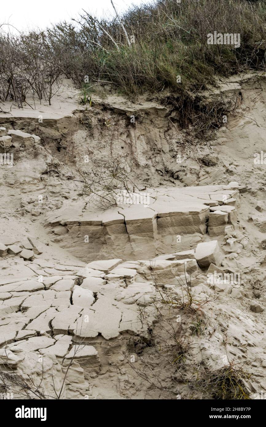 Collapsing sand dune, Authie Bay, Berck sur Mer, Pas de Calais ...