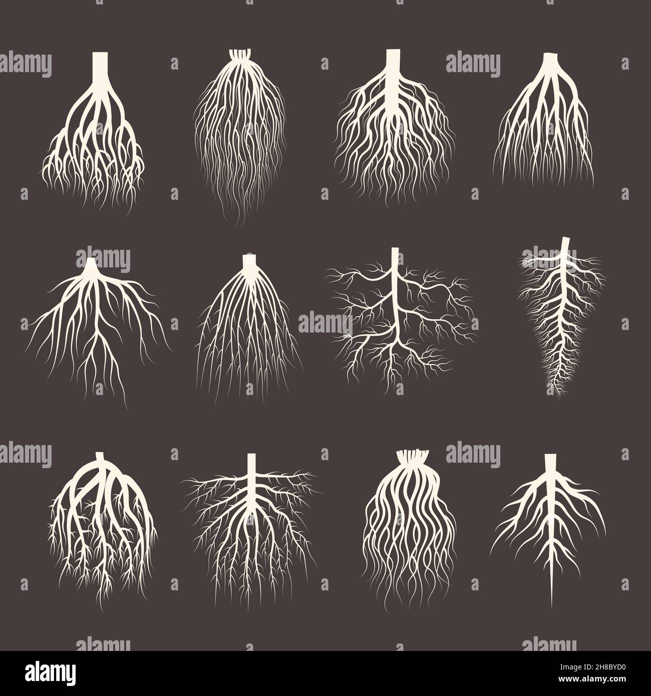 Root system. Wooden roots from tree botanical plants symbols creep ...