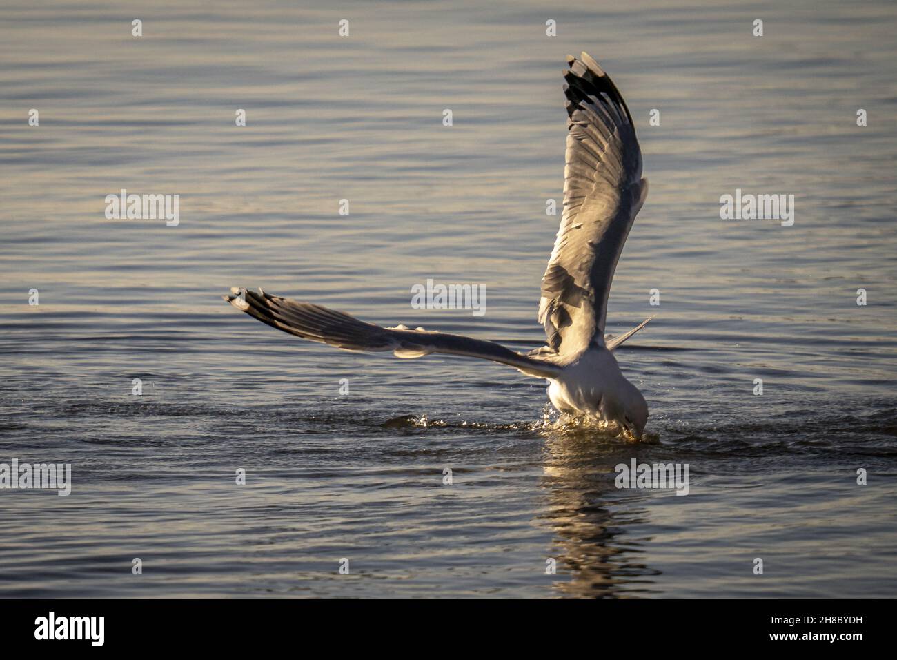 Catching prey on water surface hi-res stock photography and images - Alamy