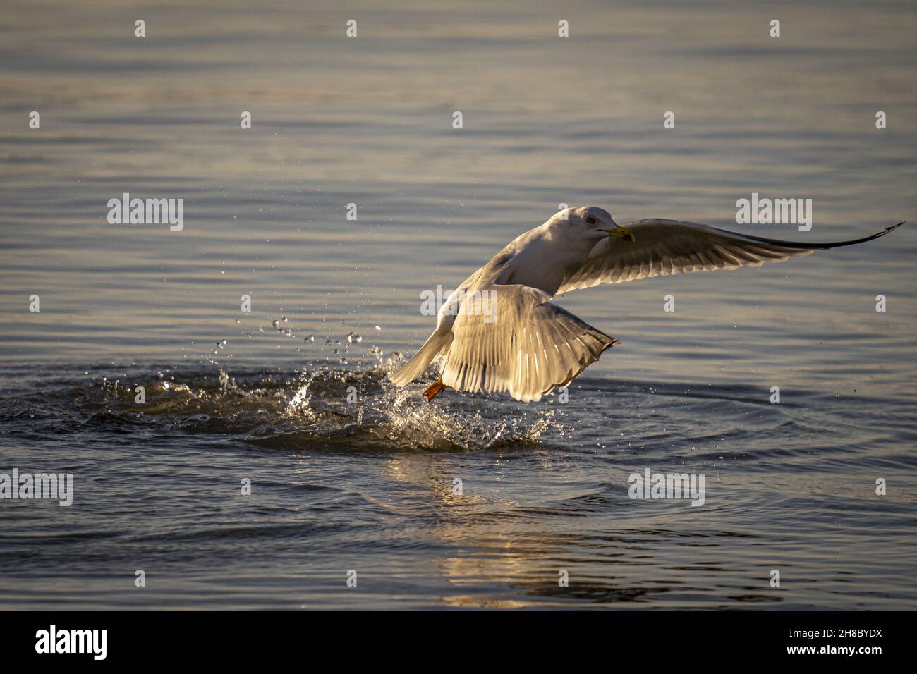 Seagull flying and catching its prey on the water Stock Photo - Alamy