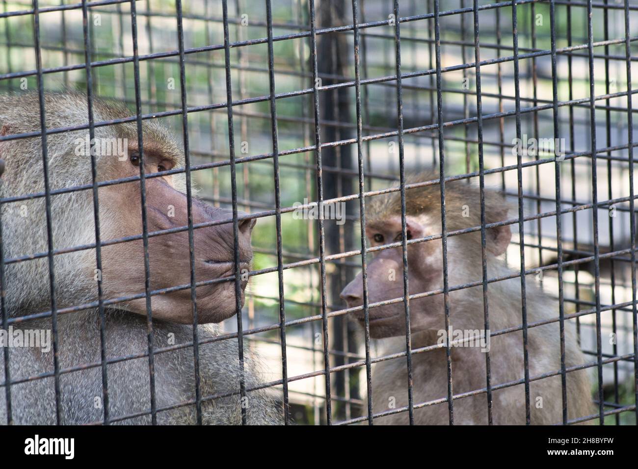 Baboon in cage hi-res stock photography and images - Alamy