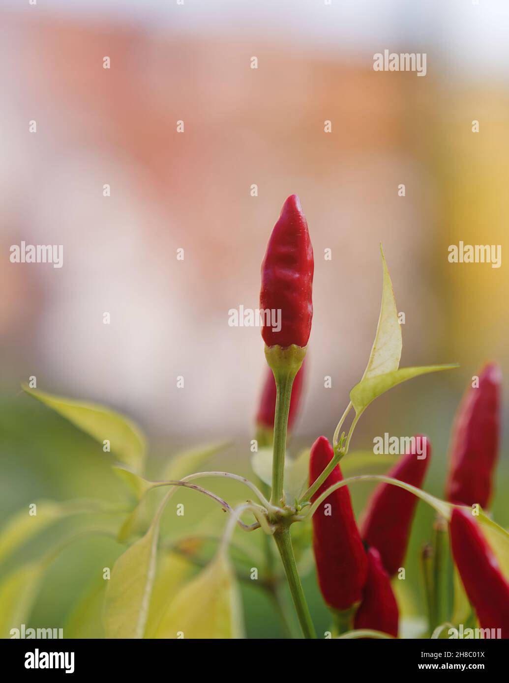 Vertical shot of red chili pepper growing in the garden Stock Photo - Alamy