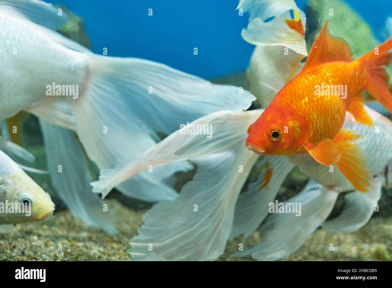Aquarium Milky Carp Fish 1.080 White Carp Stock Photos, High Res