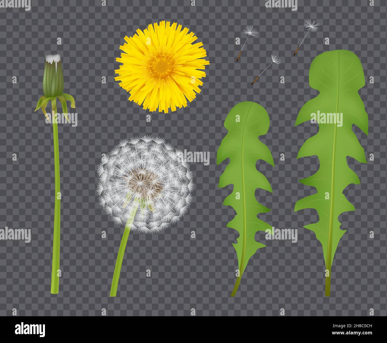 Realistic dandelion. Botanical illustration beautiful flower with ...