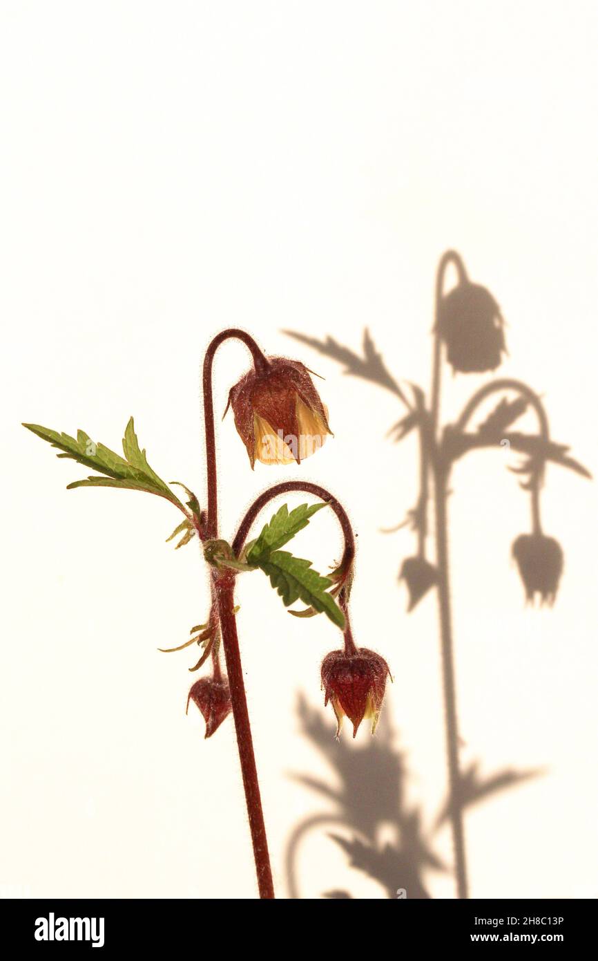 Bach clove root with its shadow on white background Stock Photo - Alamy
