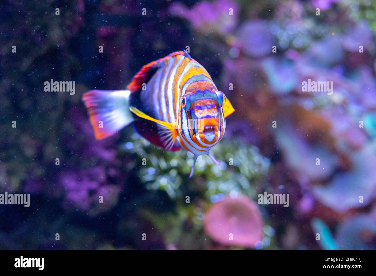 Tusk fish hi-res stock photography and images - Alamy