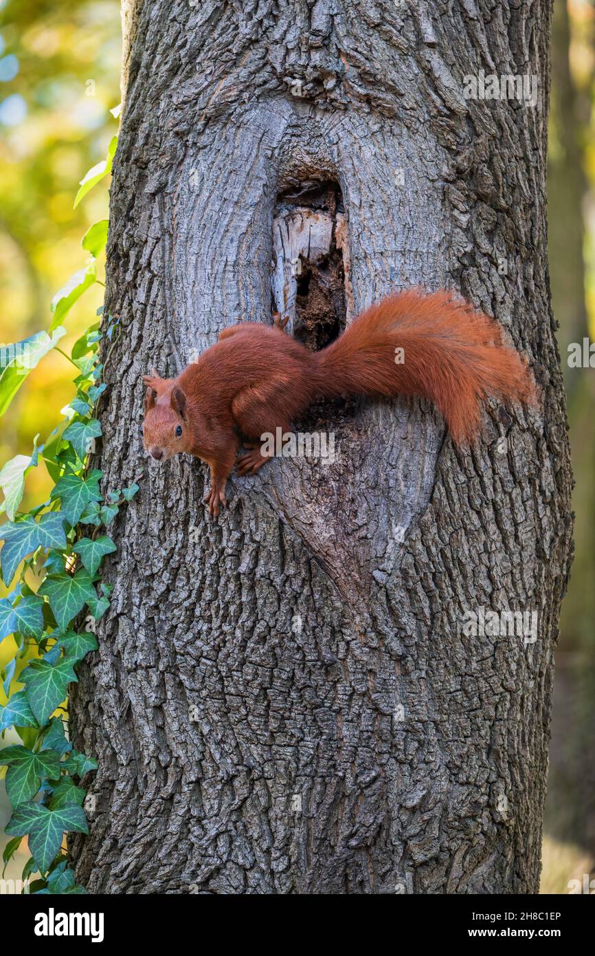 The red squirrel (Sciurus vulgaris) next to a tree hollow, arboreal ...