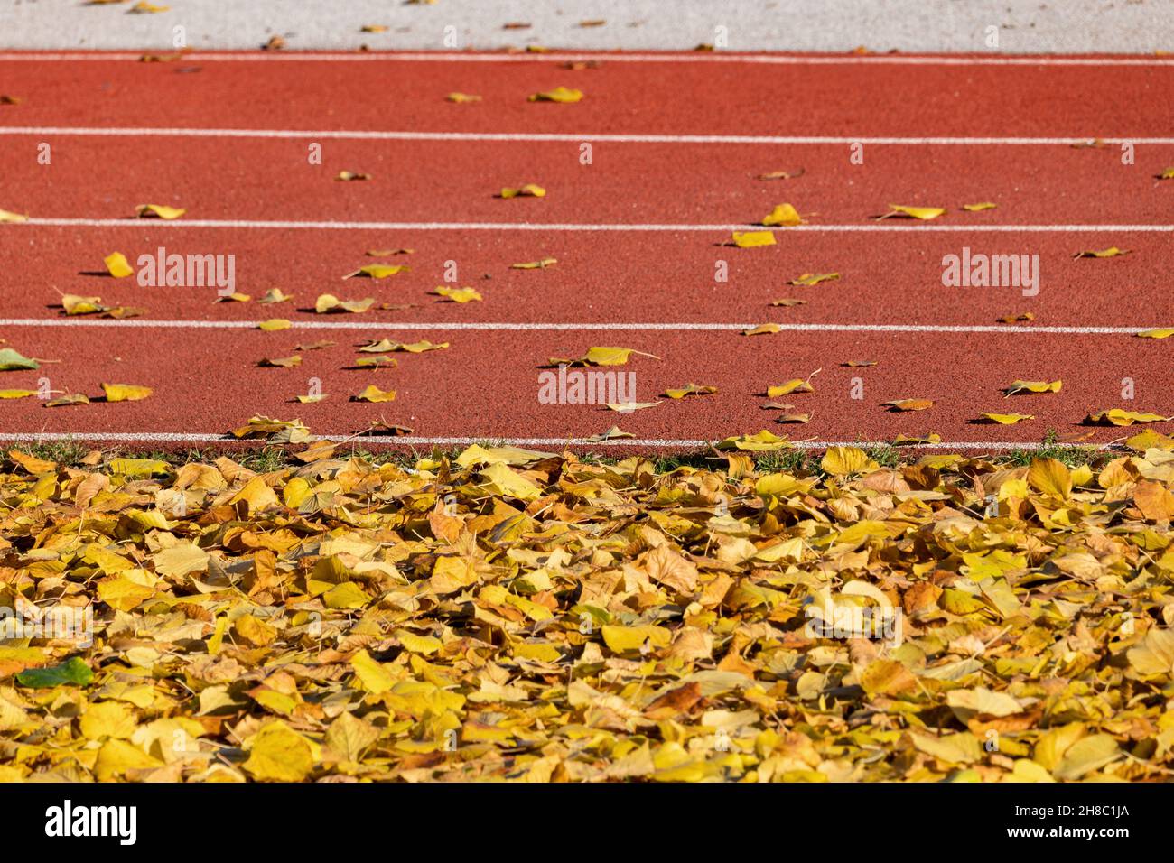 Running track lanes for athletes and field covered with fallen leaves ...