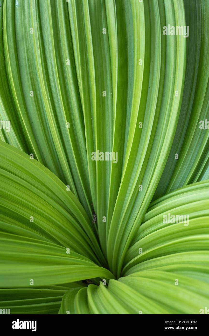 Veratrum nigrum L. or the black false hellebore natural pattern ...