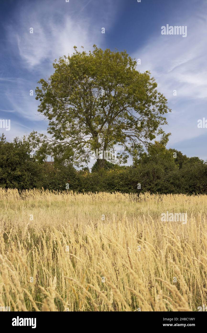 Vertical shot of a tree with fenland grass Stock Photo - Alamy