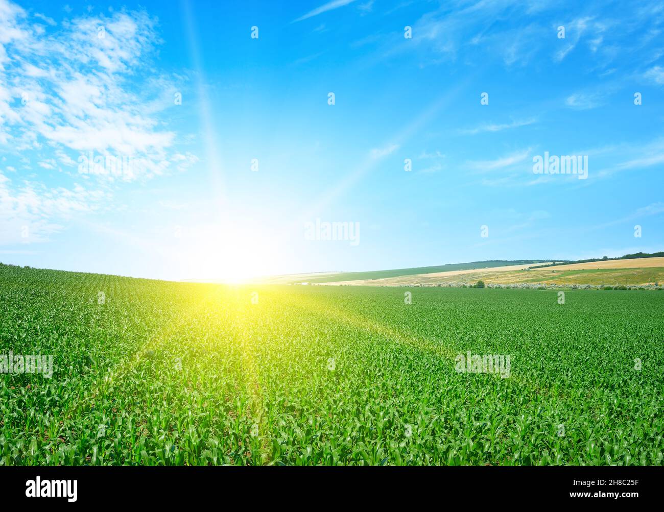 Indian farm sunset hi-res stock photography and images - Alamy