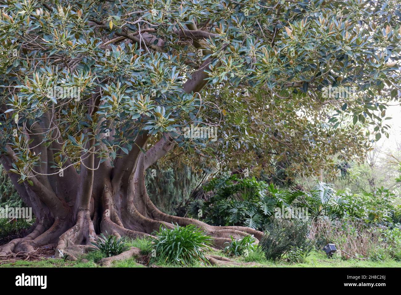 Mesmerizing Moreton bay fig tree in a forest surrounded by tropical ...