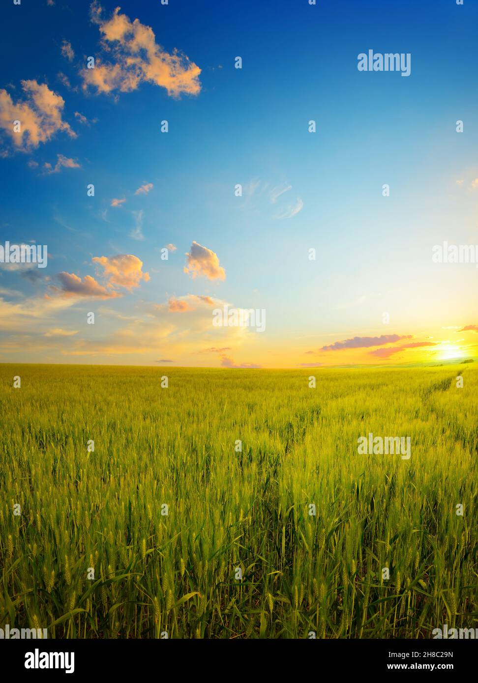 Bright epic dawn on wheat field Stock Photo - Alamy
