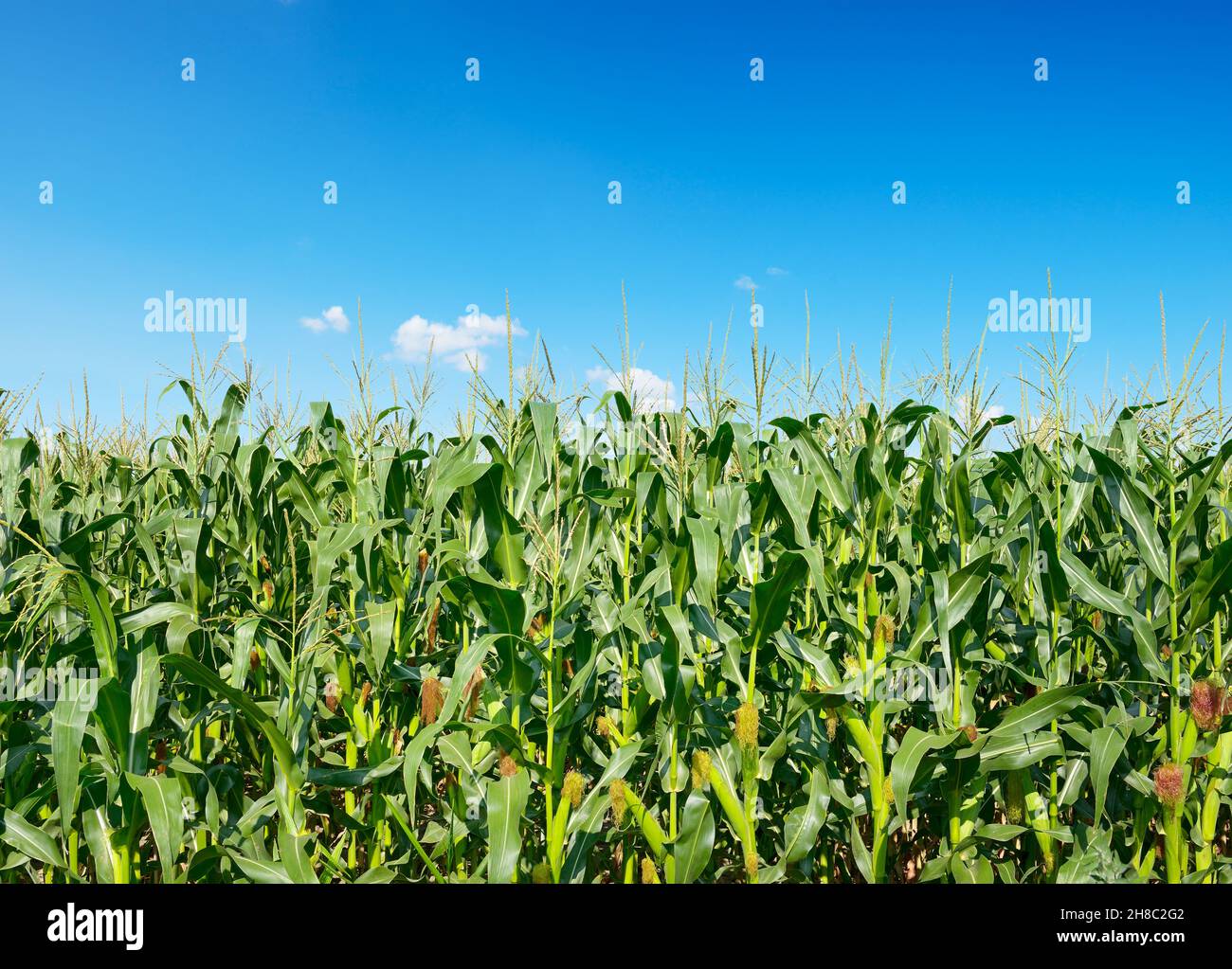 Maize stalk hi-res stock photography and images - Alamy