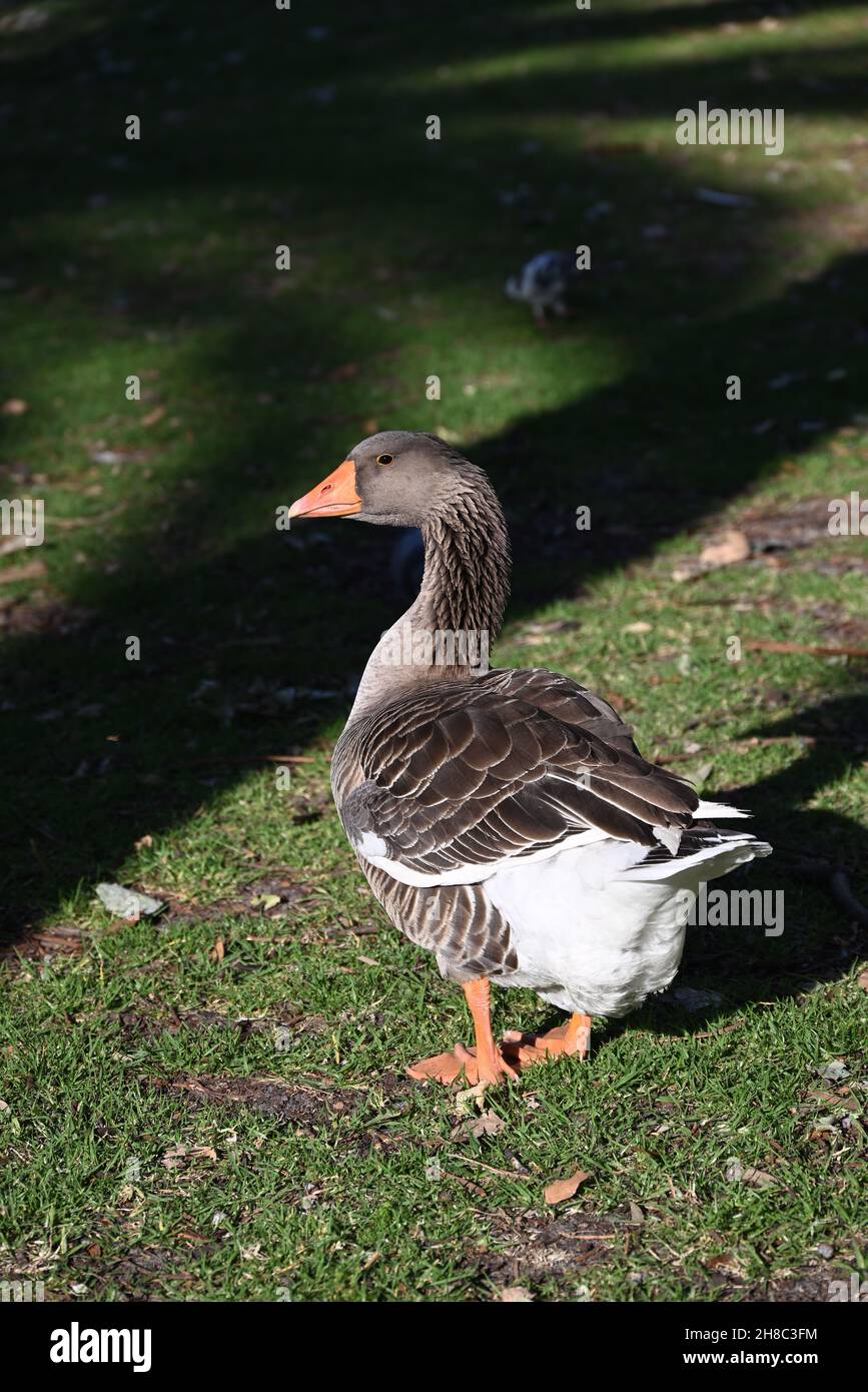 A grey goose standing in a grassy area, its head turned to look over ...