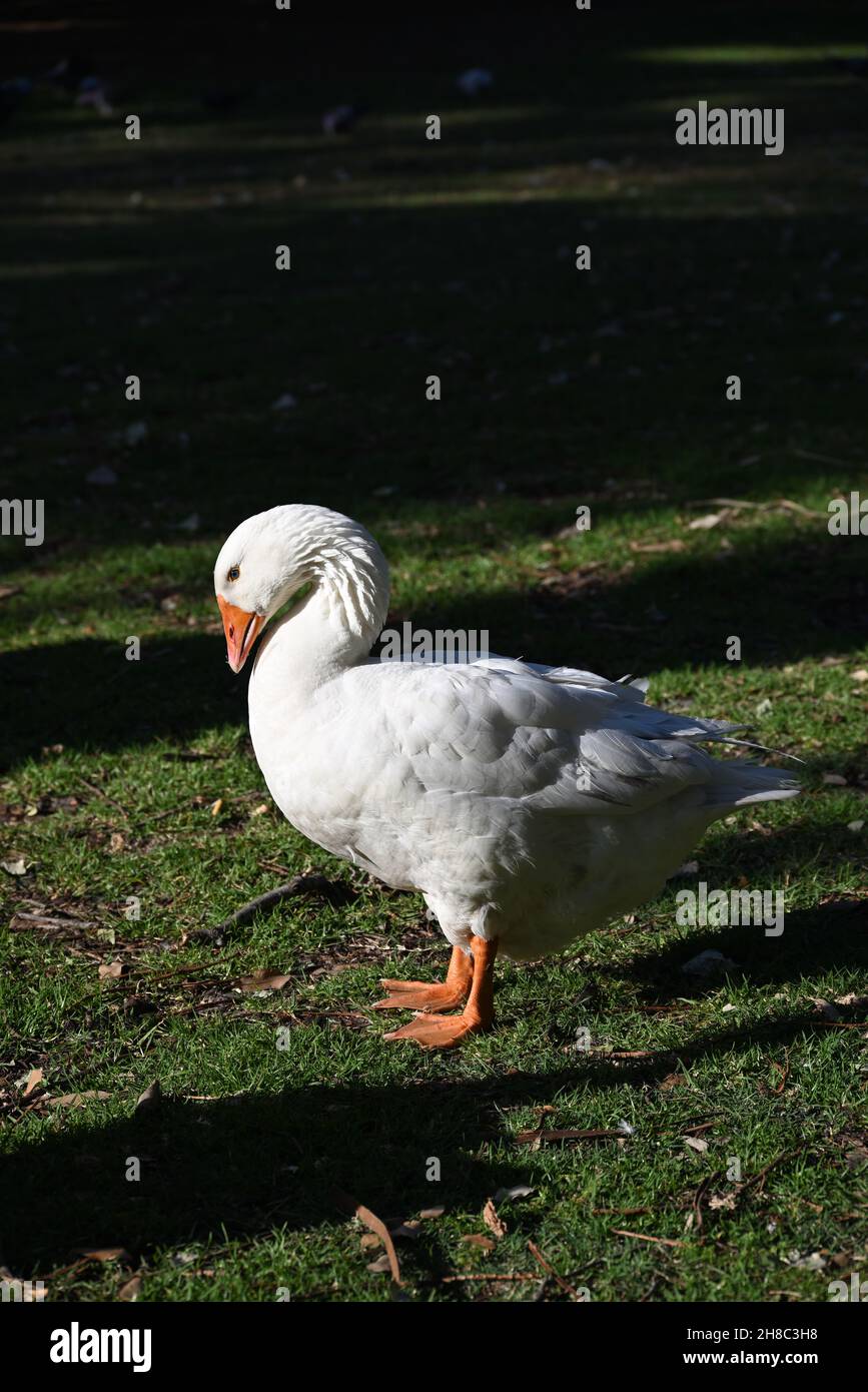 White goose anseriformes standing hi-res stock photography and images ...