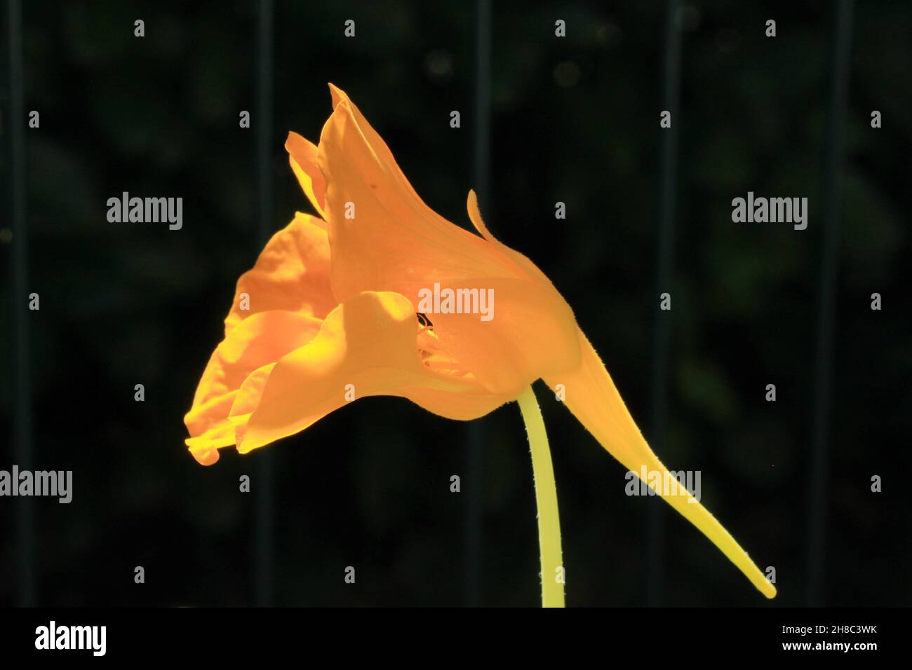 the yellow flower of the watercress plant Stock Photo - Alamy