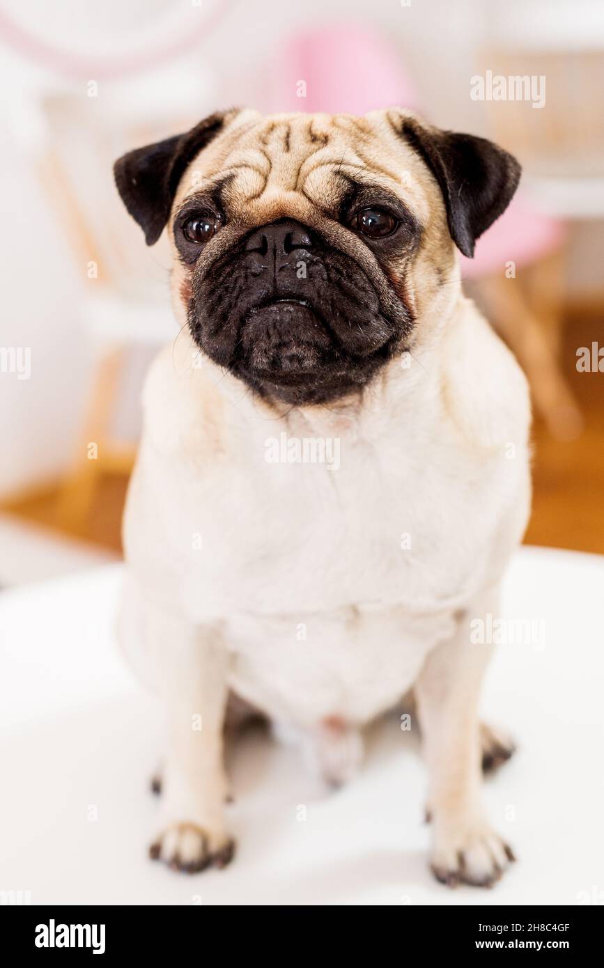 Wrinkled pug hi-res stock photography and images - Alamy