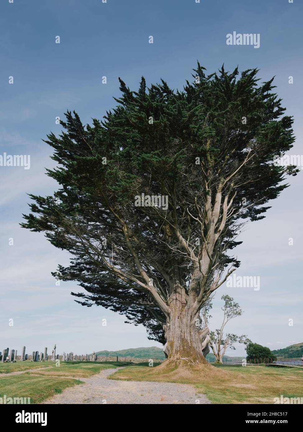 Mull ancient tree hi-res stock photography and images - Alamy