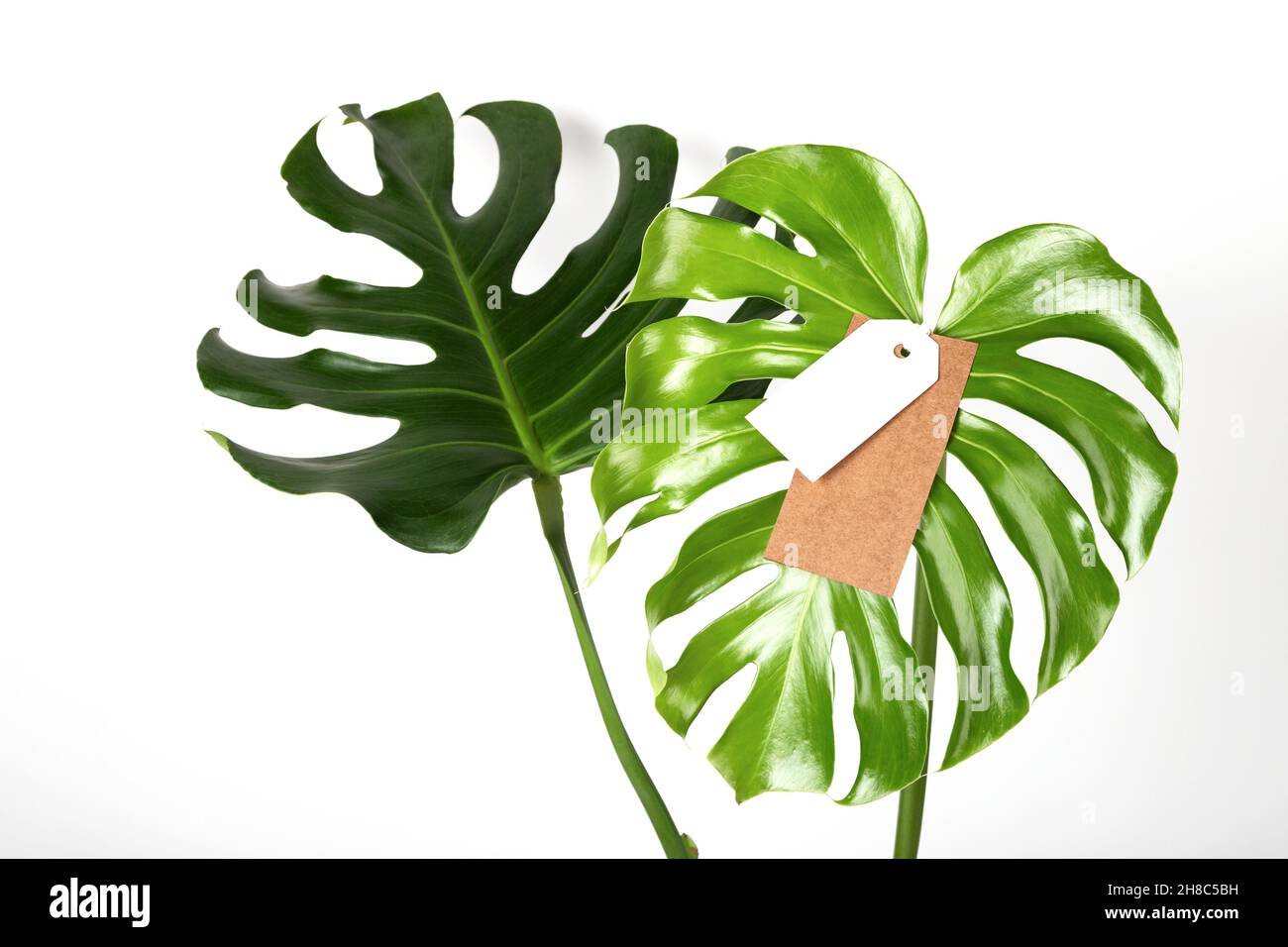 Label tag mock up on monstera leaves on white background. Green friday ...