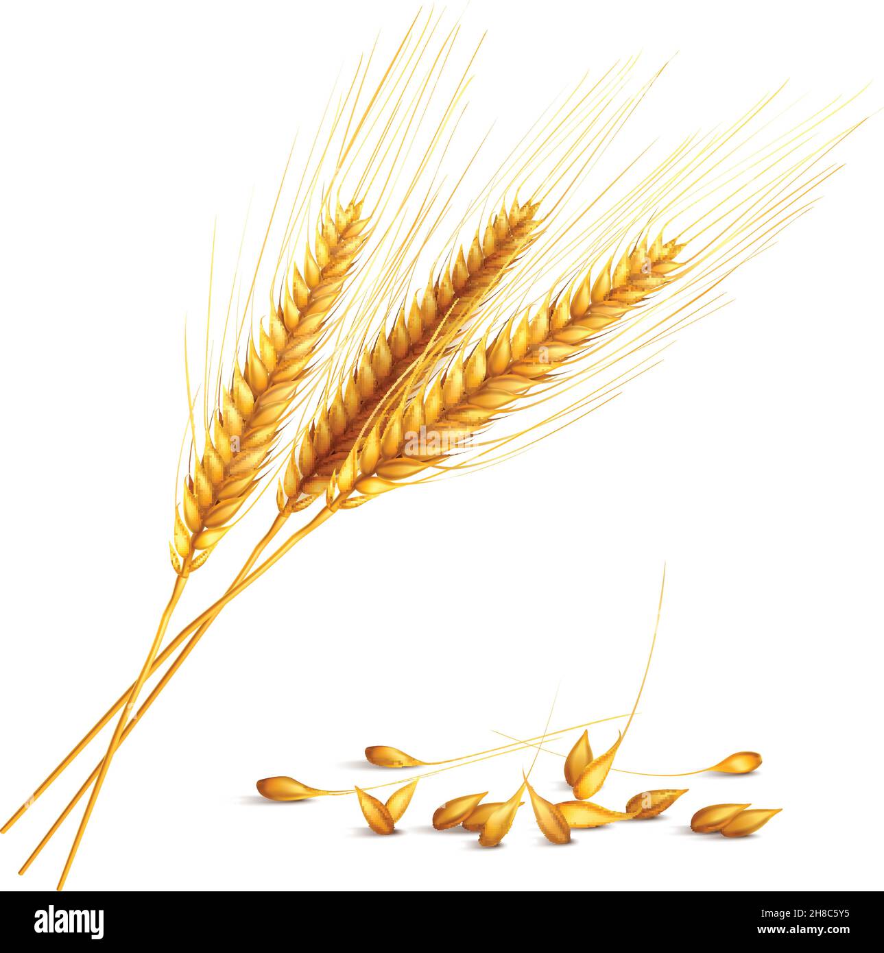 Barley ears and grain with harvest and farming symbols realistic vector ...