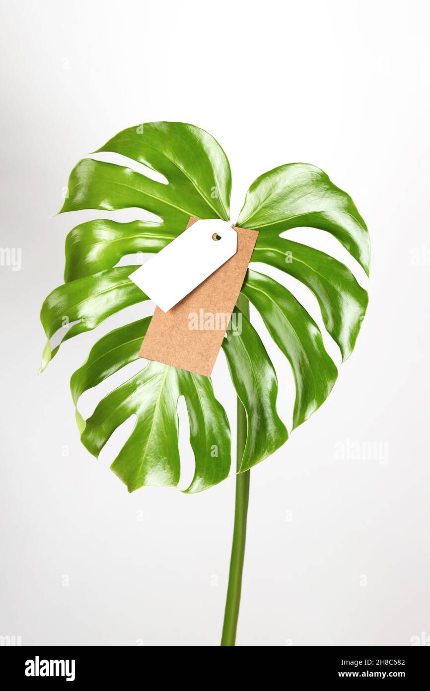 Label tag mock up on monstera leaves on white background. Green friday ...