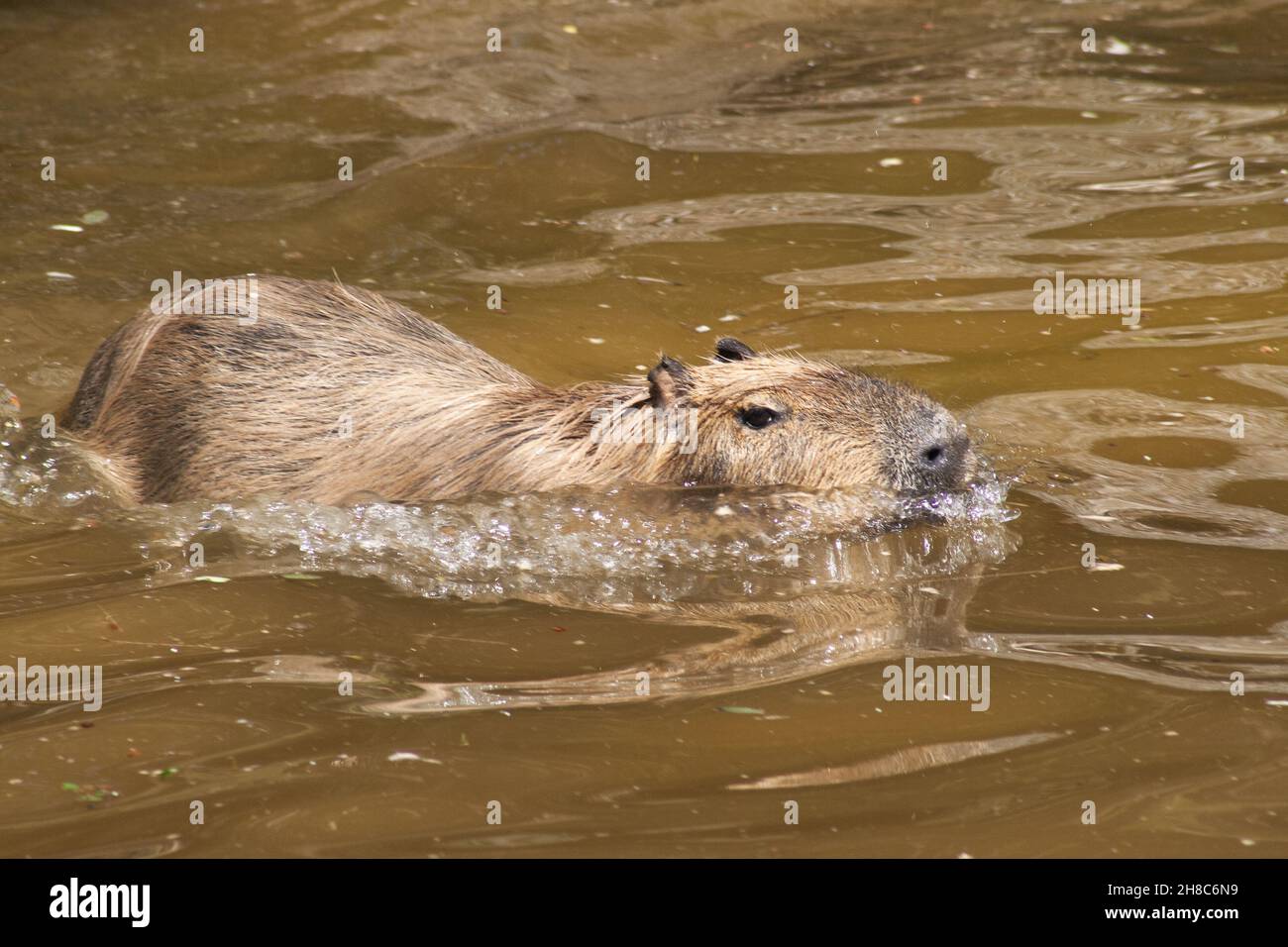 Closeup shot of a Capybara in the water Stock Photo - Alamy