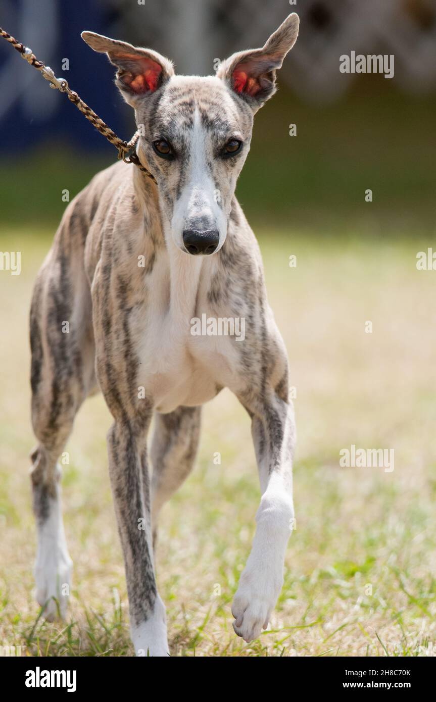Whippet walking in the show ring at a dog show in upstate New York ...