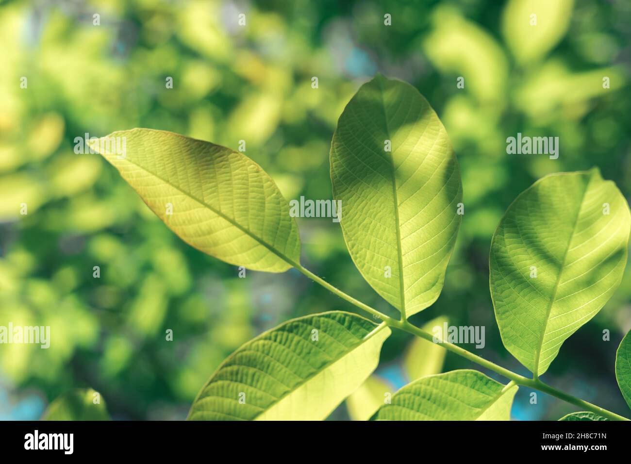 Beautiful green tree look up. Background pattern for design Stock Photo ...
