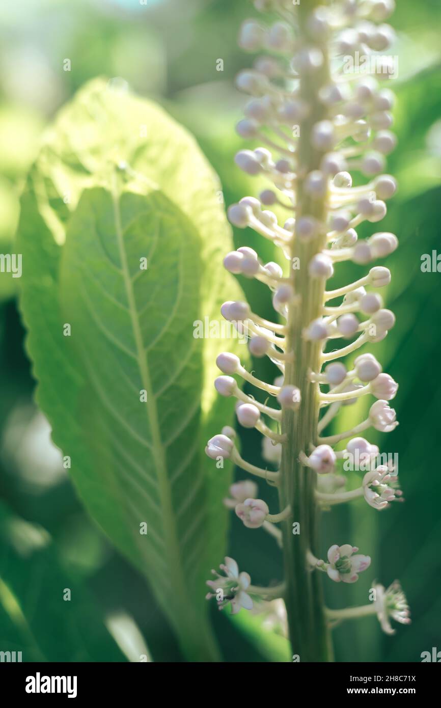 Beautiful green tree look up. Background pattern for design Stock Photo ...