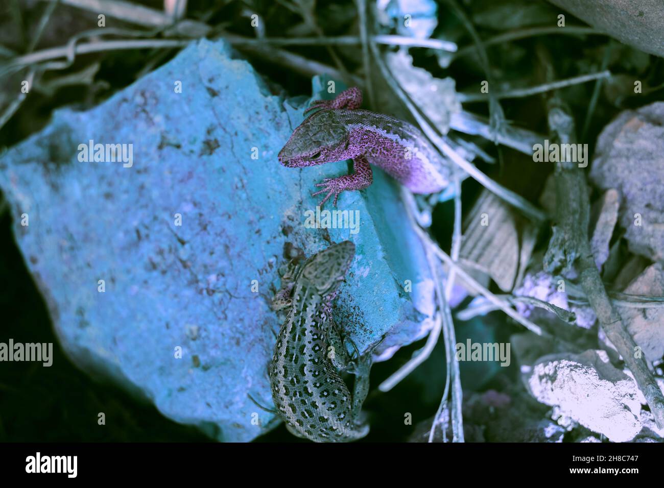Colorful lizards surreal color on a courtyard. Reptile lizards on ...
