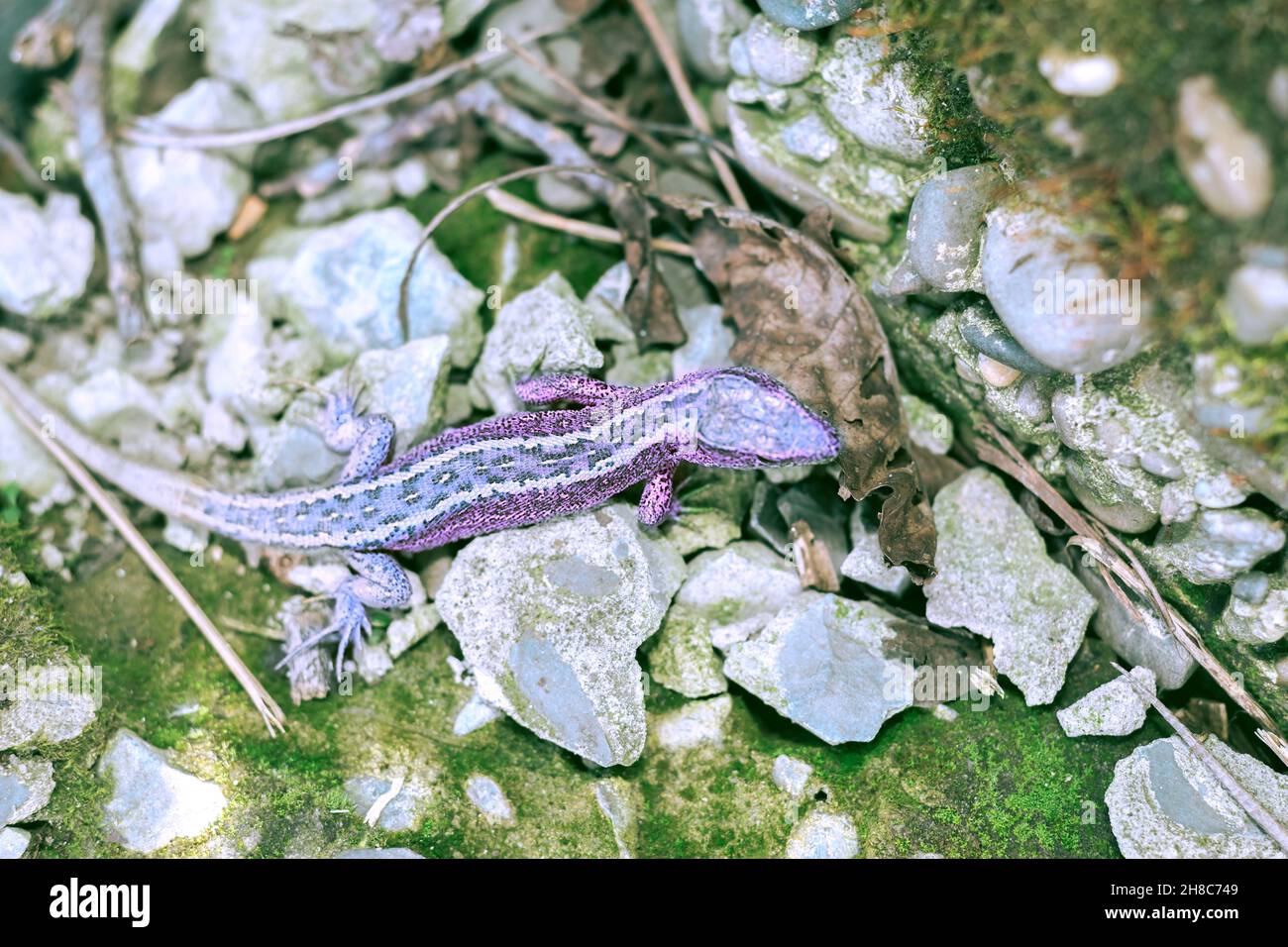 Colorful lizards surreal color on a courtyard. Reptile lizards on ...