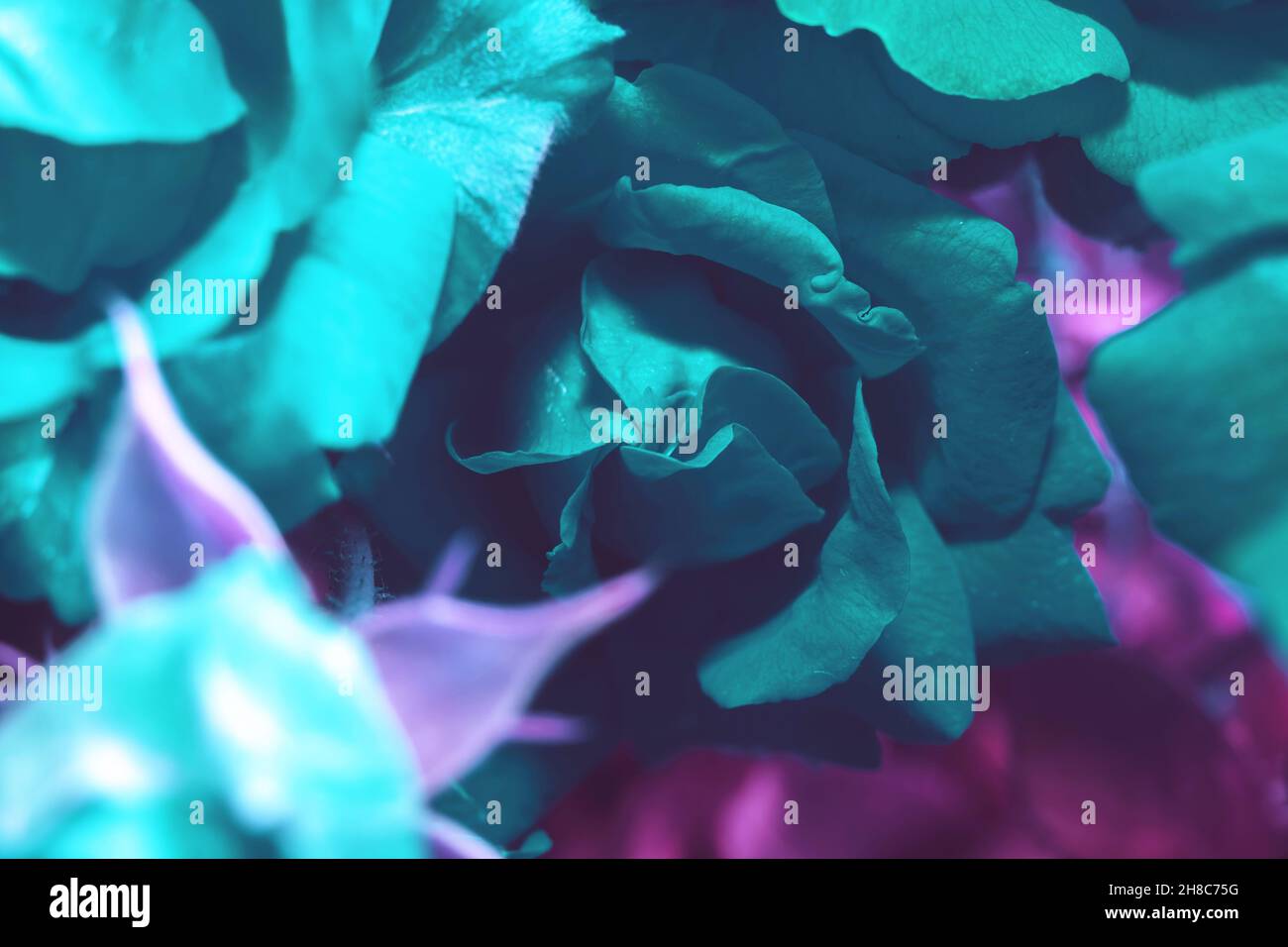 Beautiful fresh roses. Plants texture for designers. Close up of a bush ...