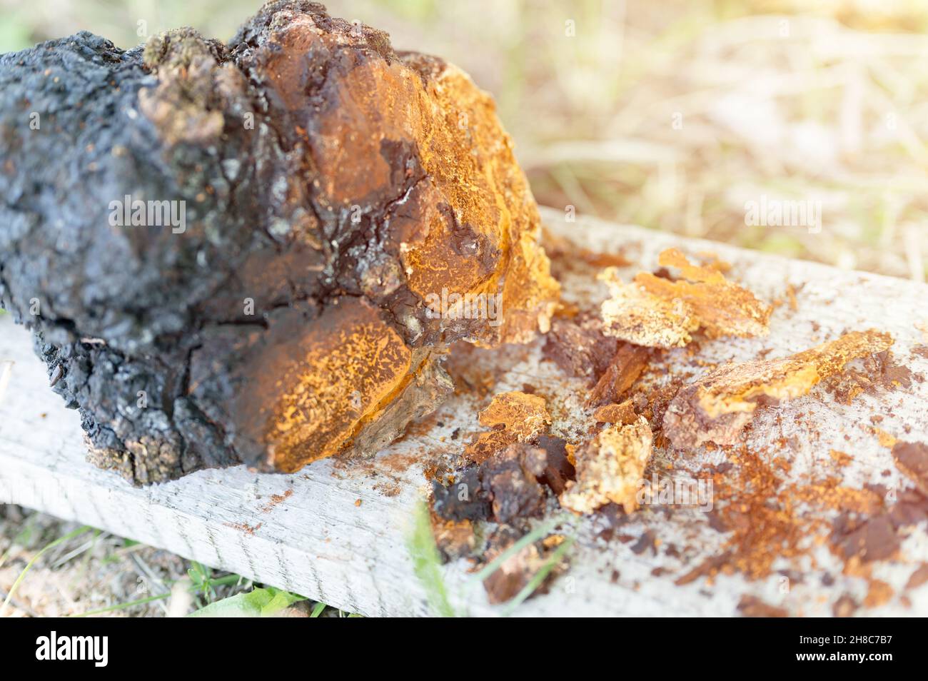 gathered or foraged chaga mushroom wild birch tree parasitic fungus or ...
