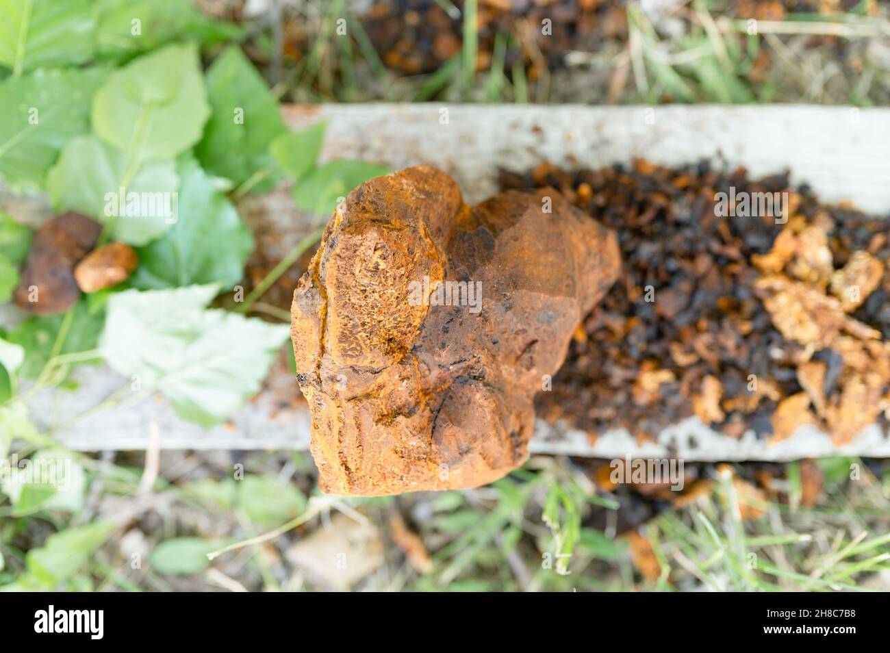 gathered or foraged chaga mushroom wild birch tree parasitic fungus or ...