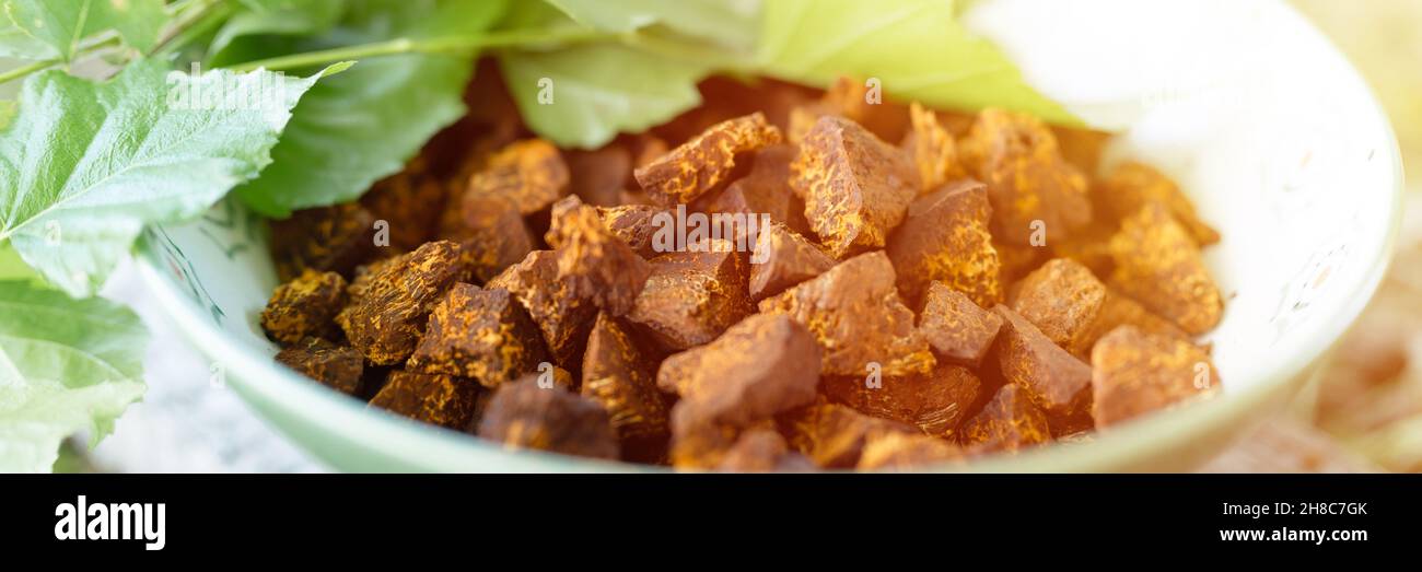 gathered and foraged chaga mushroom wild birch tree fungus it is used ...