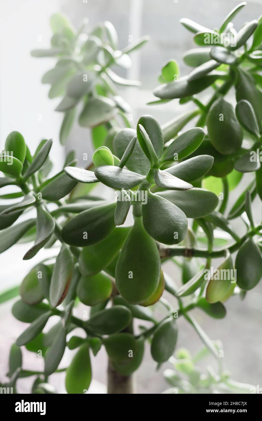 Homegrown money tree on the window. Evergreen succulents in a pot close ...