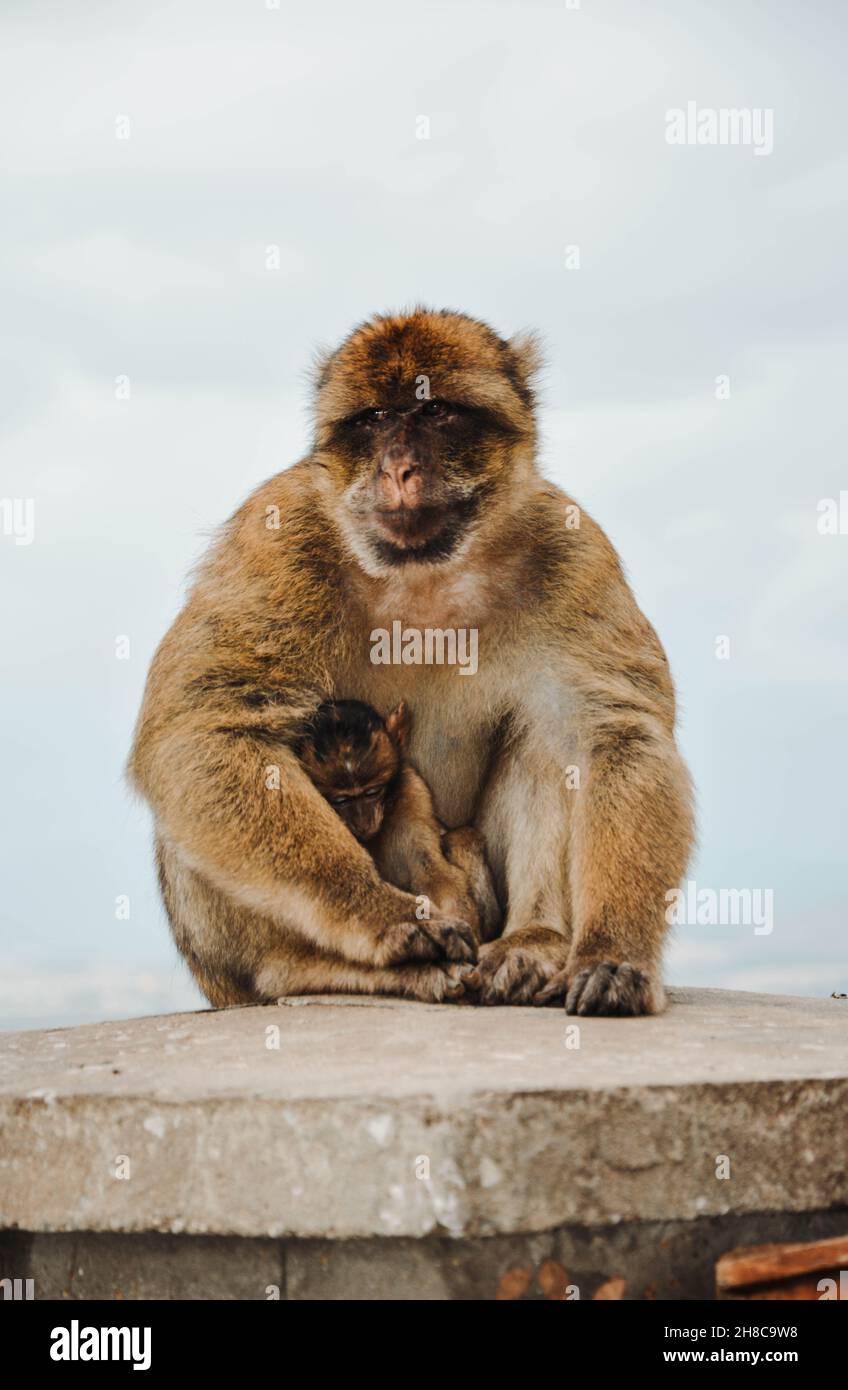 Rainforest animal icon hi-res stock photography and images - Alamy