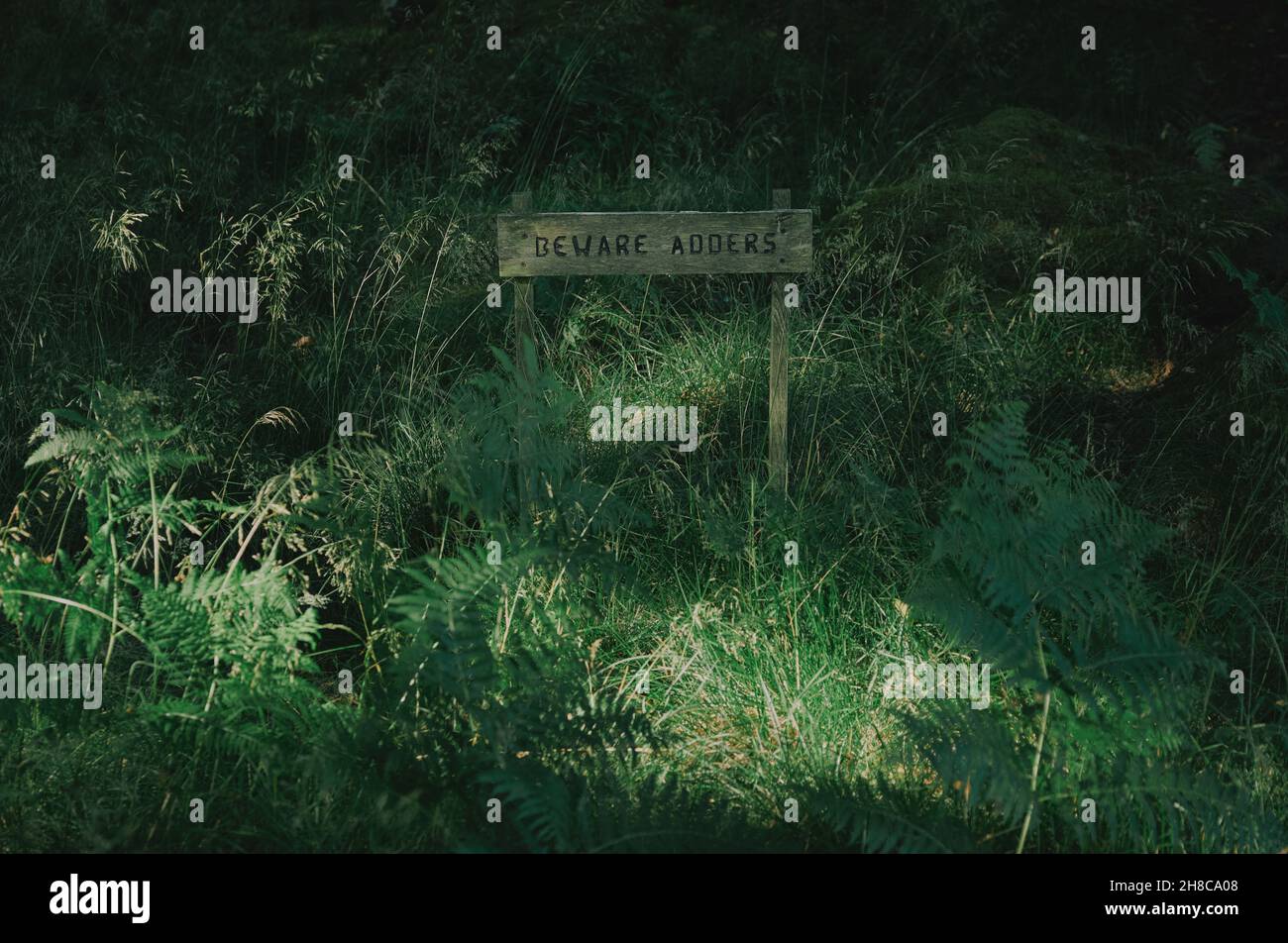 Beware Adders - A sign warning of snakes in a green dappled light ...