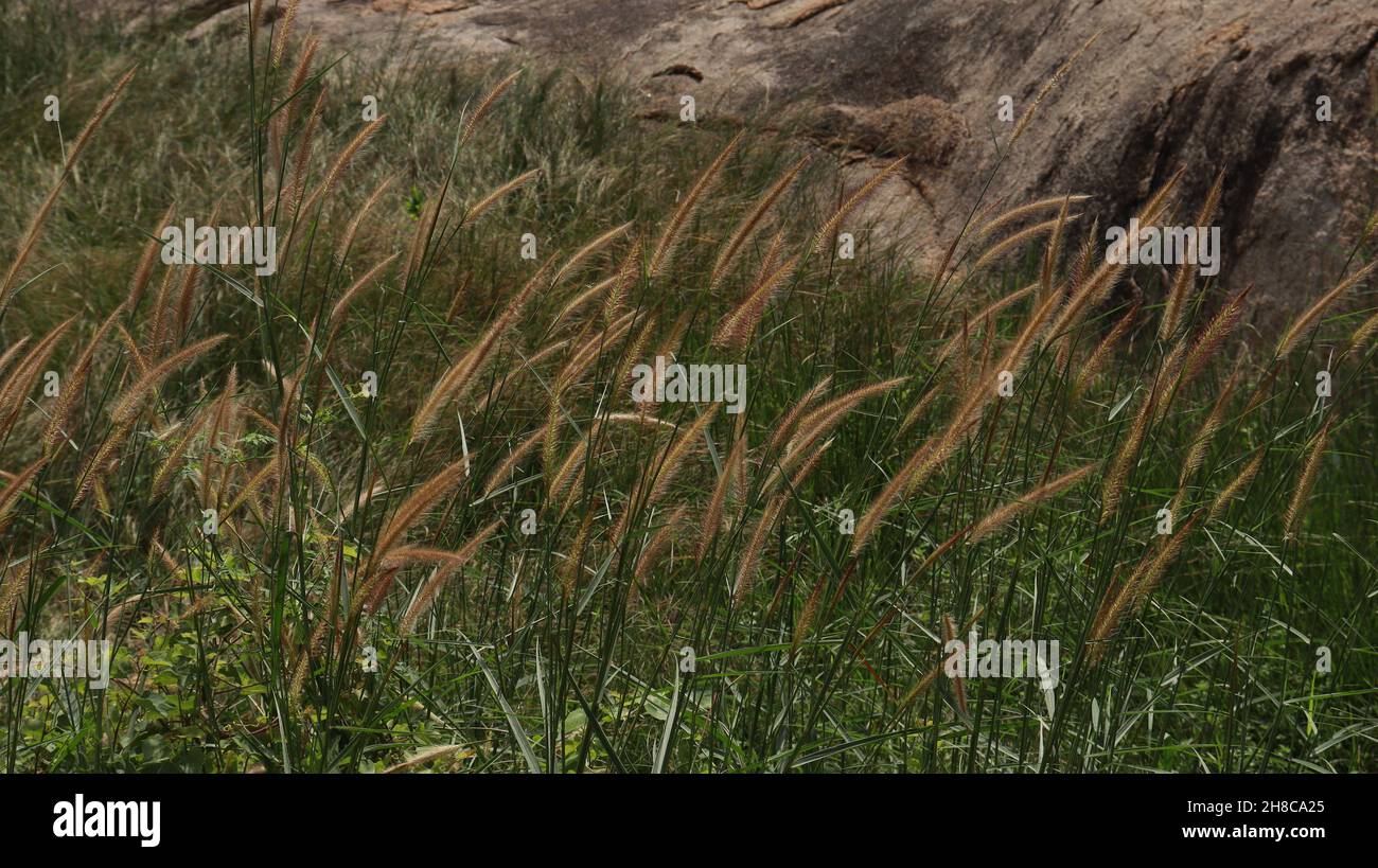 Ornamental Chinese Silver Grass Field Stock Photo - Alamy