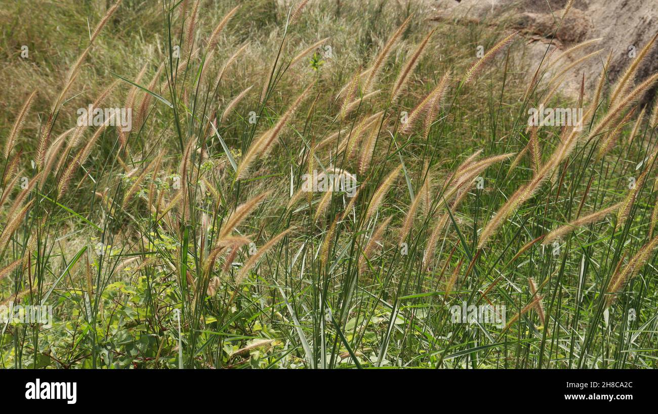 Ornamental Chinese Silver Grass Field Stock Photo - Alamy