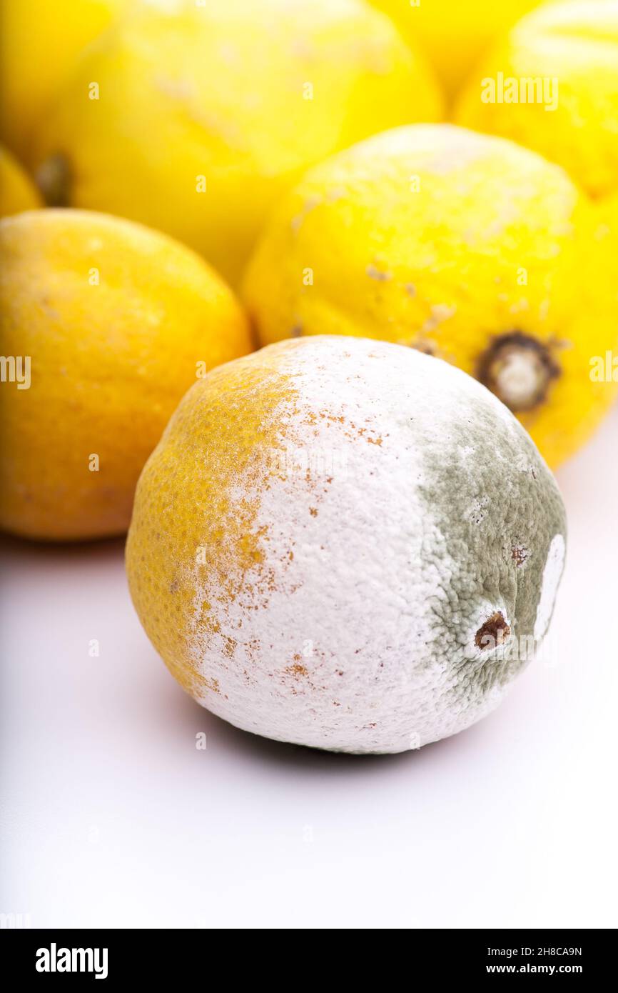 Rotten lemon in front of some fresh ones Stock Photo - Alamy