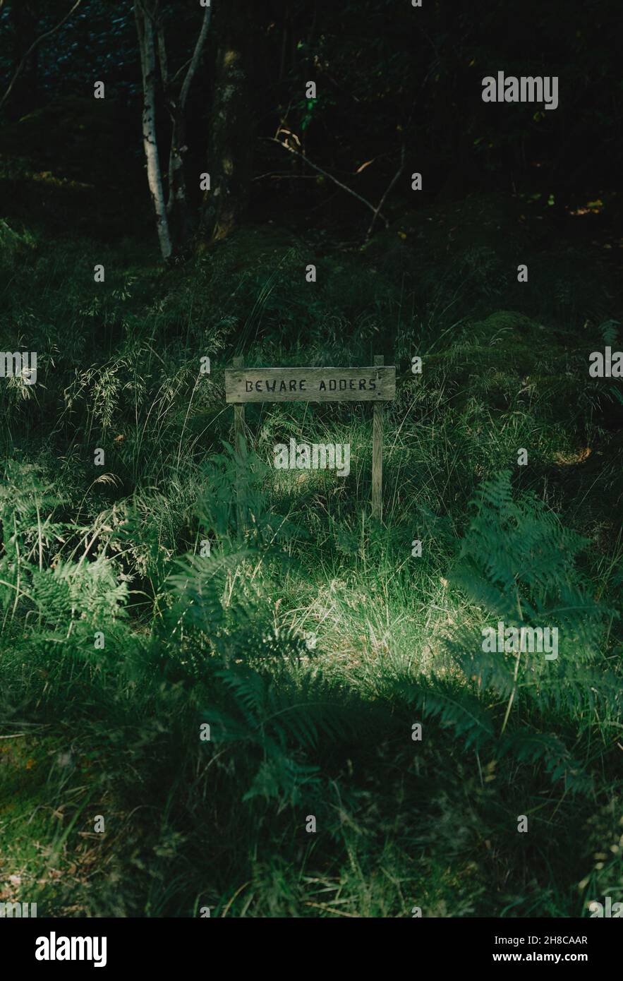 Beware Adders - A sign warning of snakes in a green dappled light ...